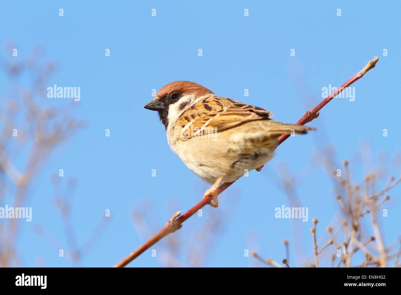 perched male house sparrow over blue sky background ( Passer domesticus ...