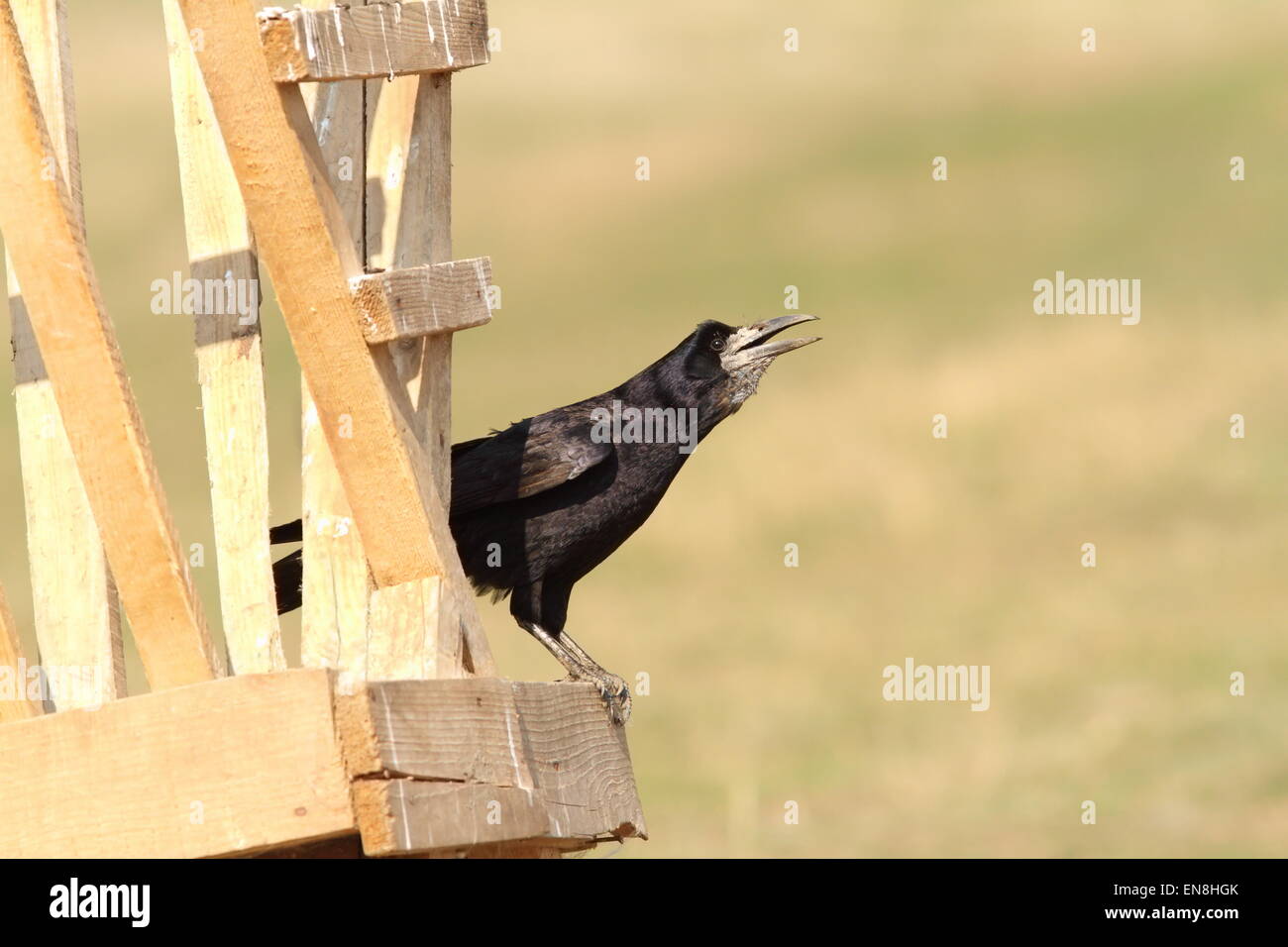 Rook family hi-res stock photography and images - Alamy