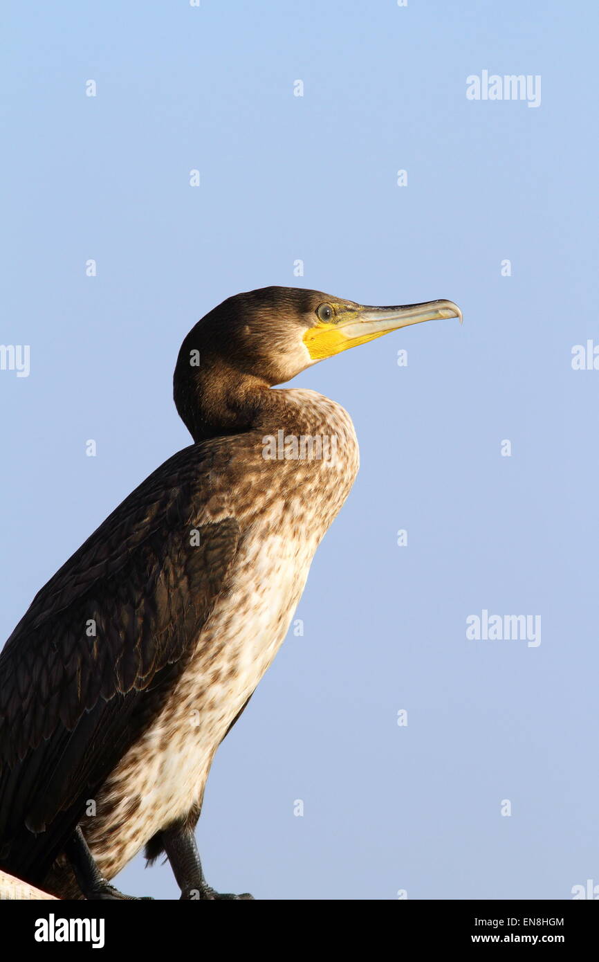 side view of a great cormorant over sky background ( Phalacrocorax ...