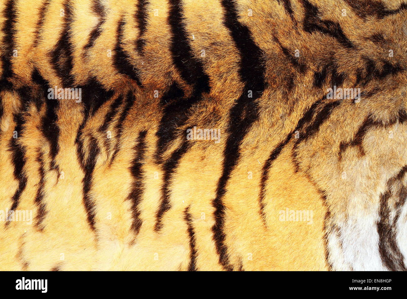 textured real tiger pelt, pattern of wild cat fur Stock Photo - Alamy