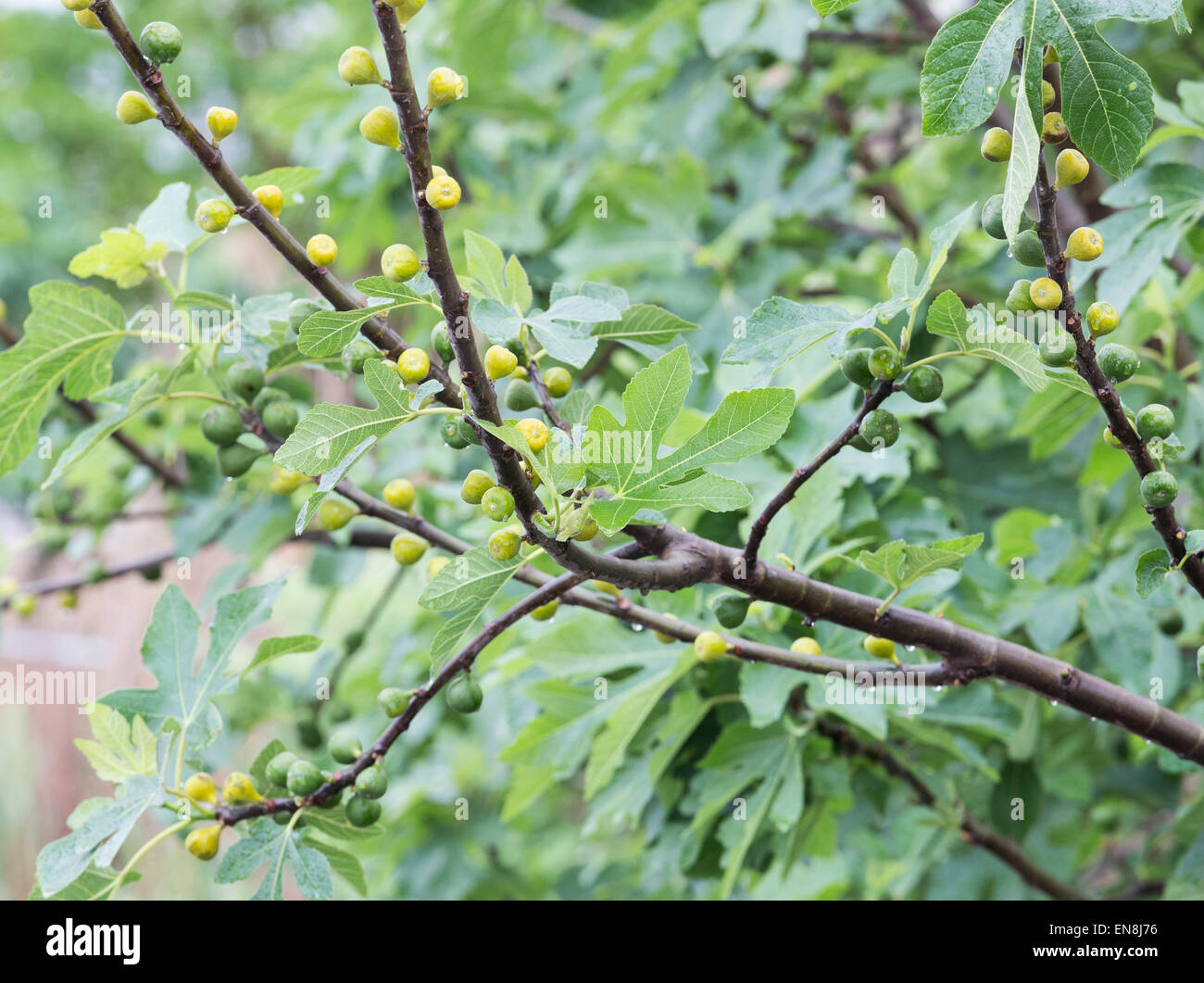 Fig tree with ripening fruits Stock Photo - Alamy