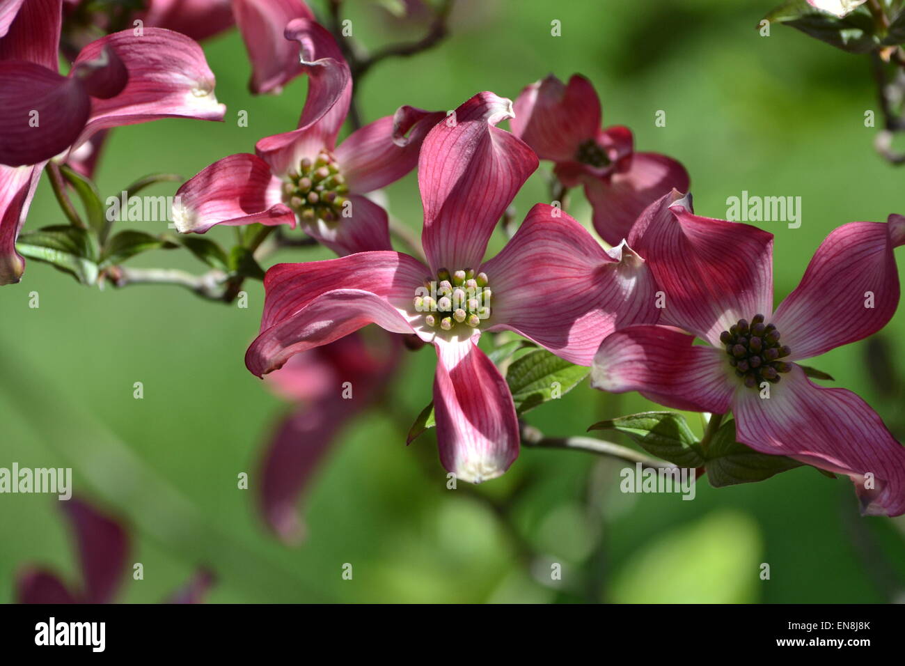 Green dogwood blossom hi-res stock photography and images - Alamy