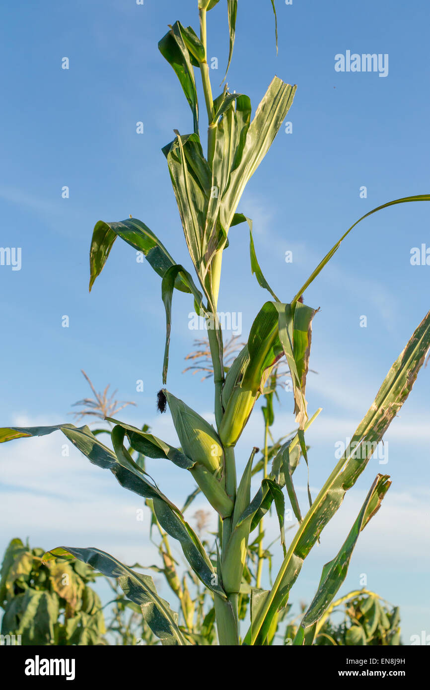 Gmo corn field hi-res stock photography and images - Alamy