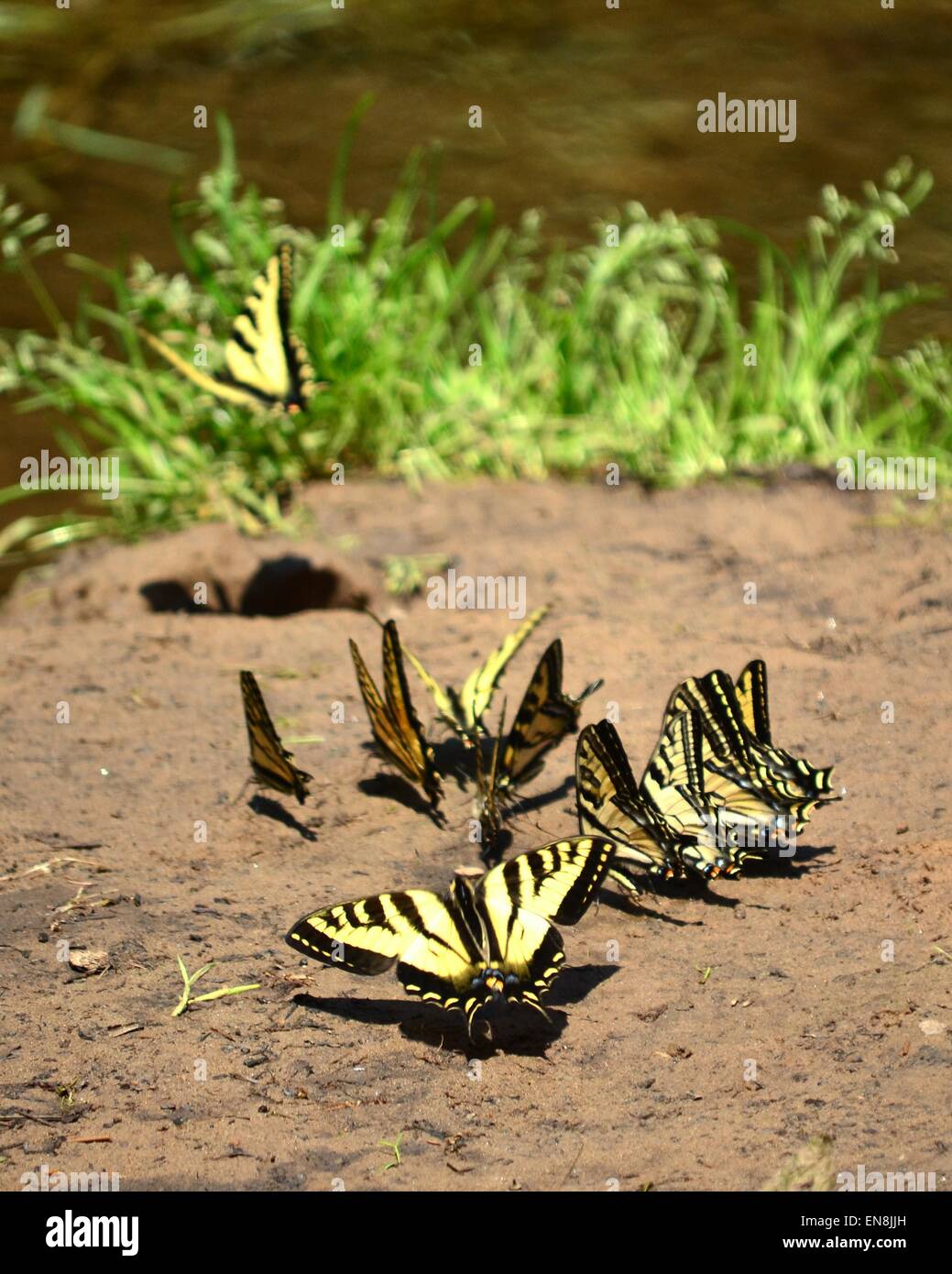 Cluster of Butterflies Stock Photo - Alamy