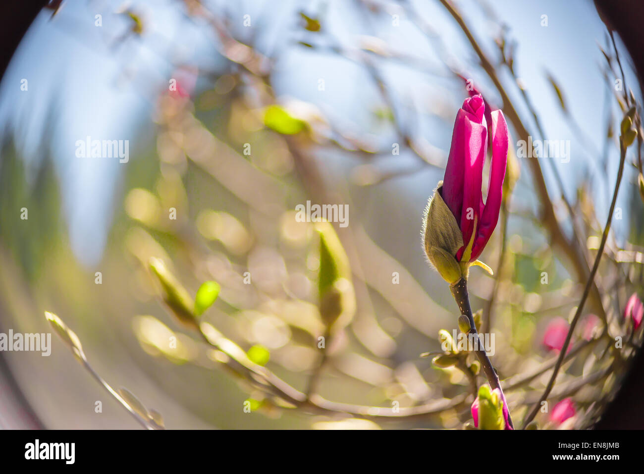 Fish Eye view of a spring bloom Stock Photo - Alamy