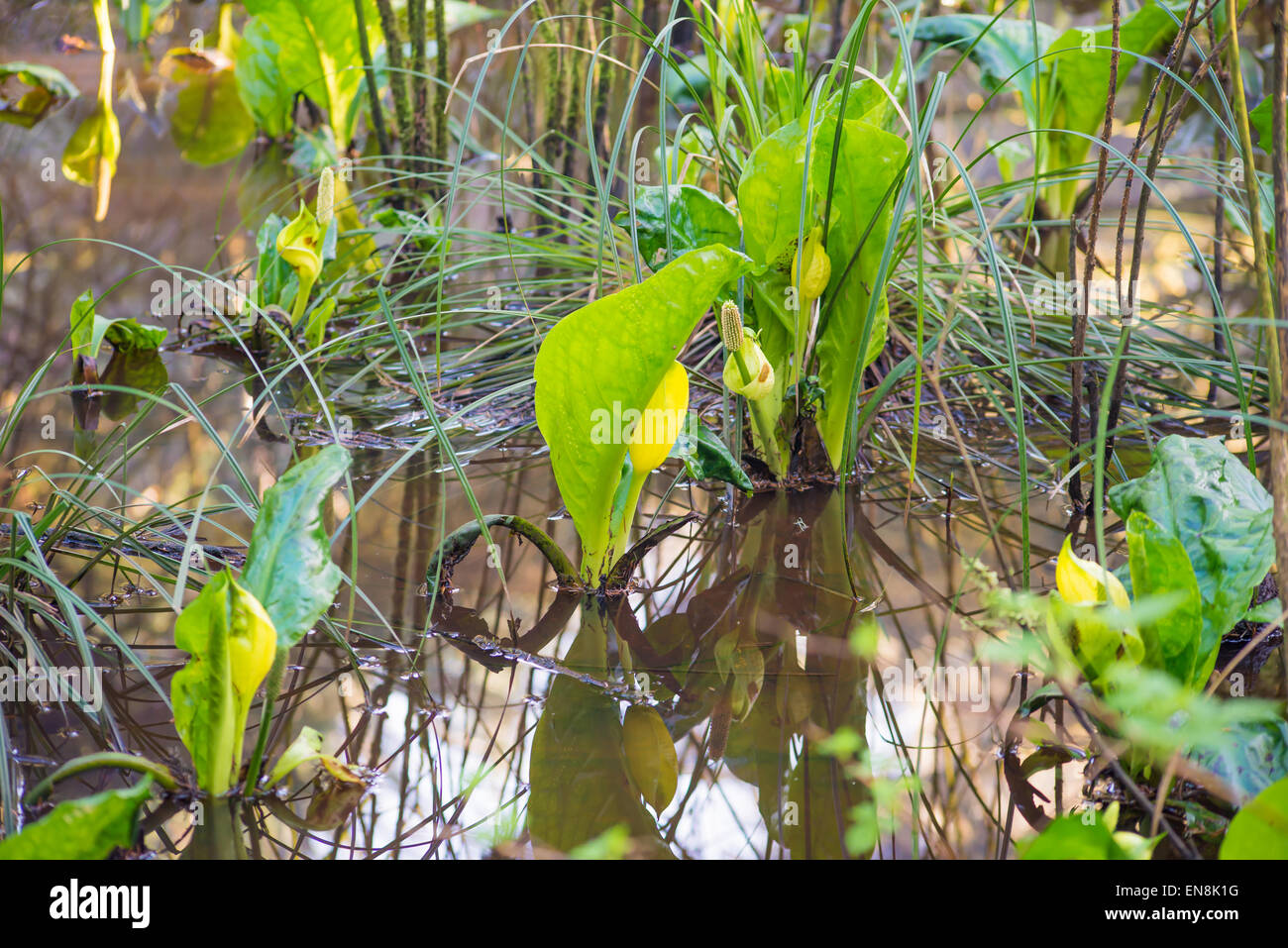 Skunk weed hi-res stock photography and images - Alamy