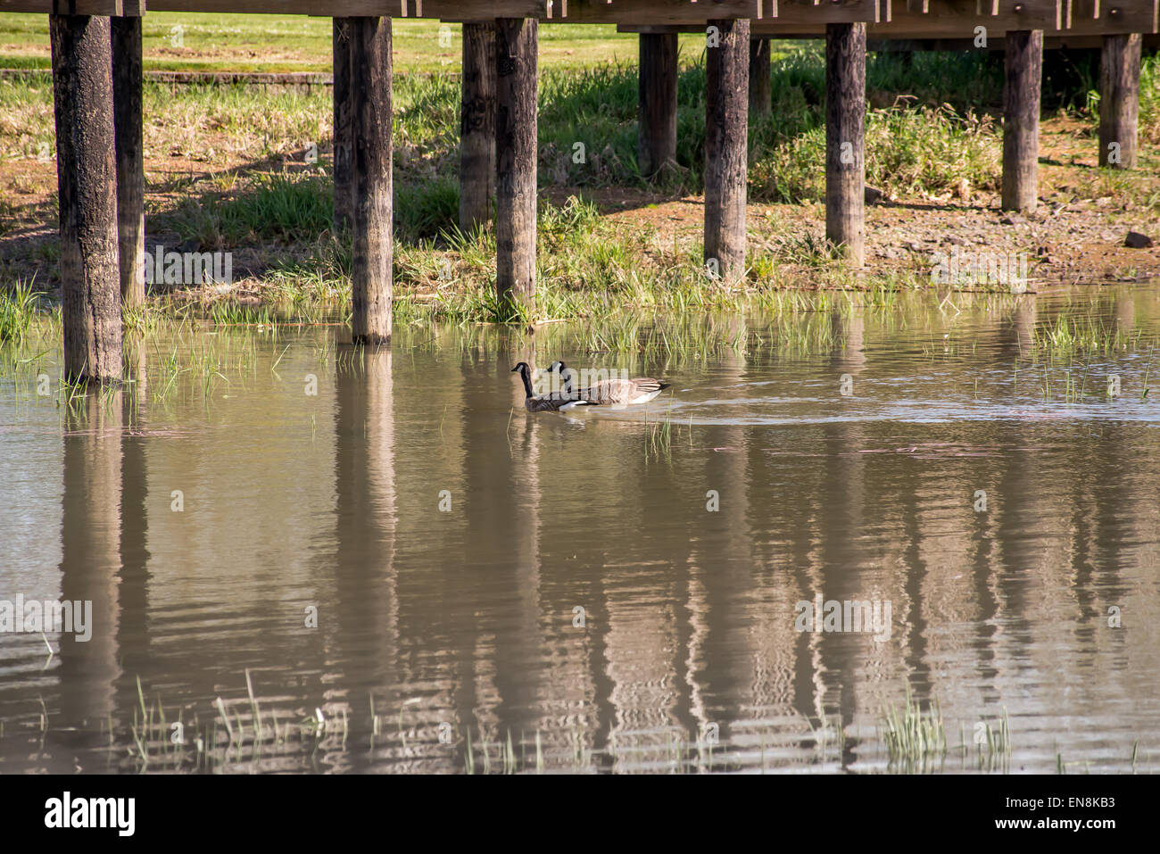 Bird under bridge hi-res stock photography and images - Alamy