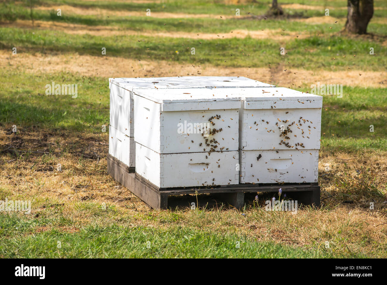 Bee boxes hi-res stock photography and images - Alamy
