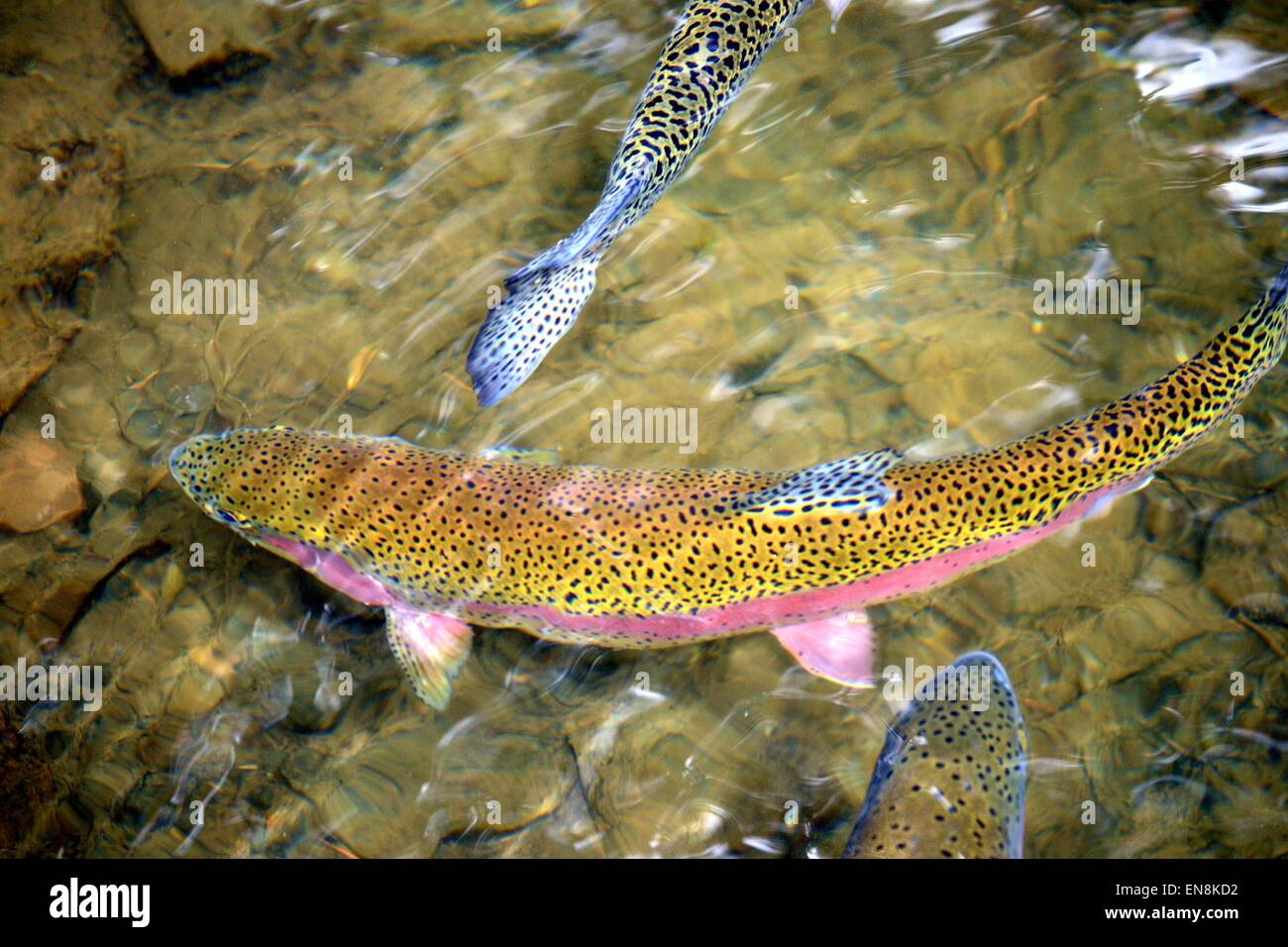 Rainbow trout hi-res stock photography and images - Alamy