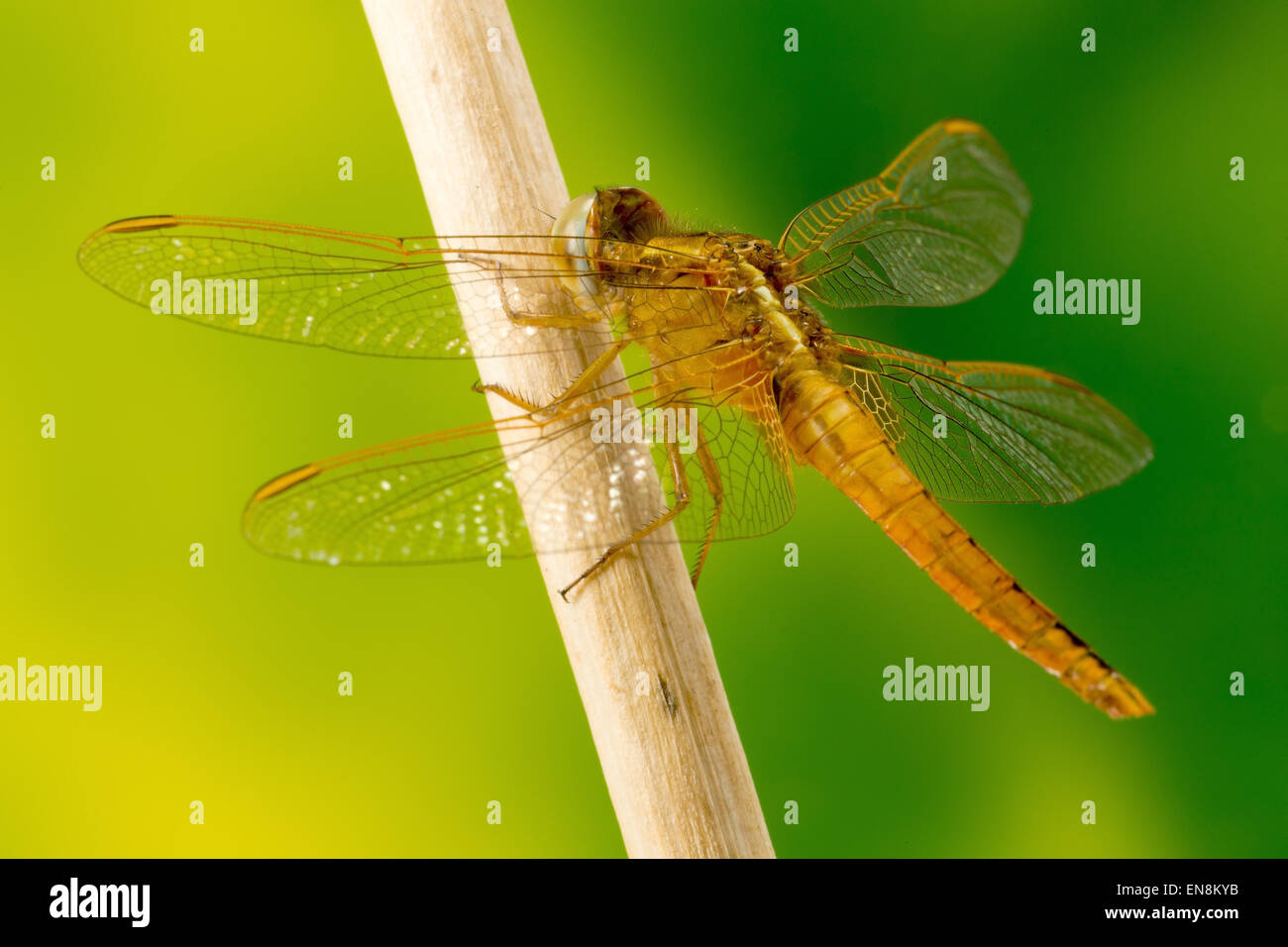 Dragonfly at rest Stock Photo - Alamy