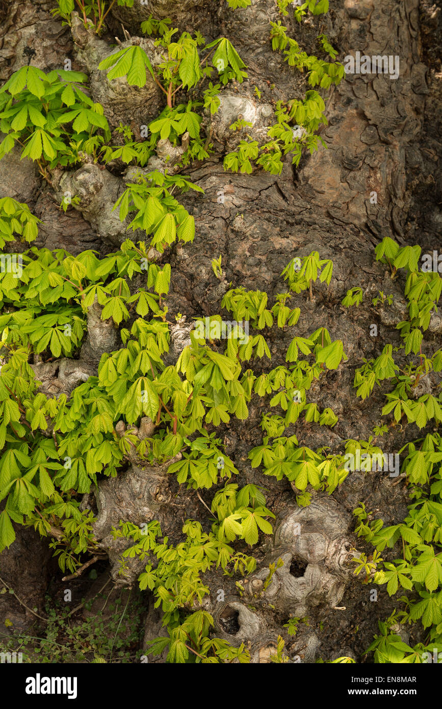 Intriguing mass of new delicate shoots of horse chestnut on an ancient ...