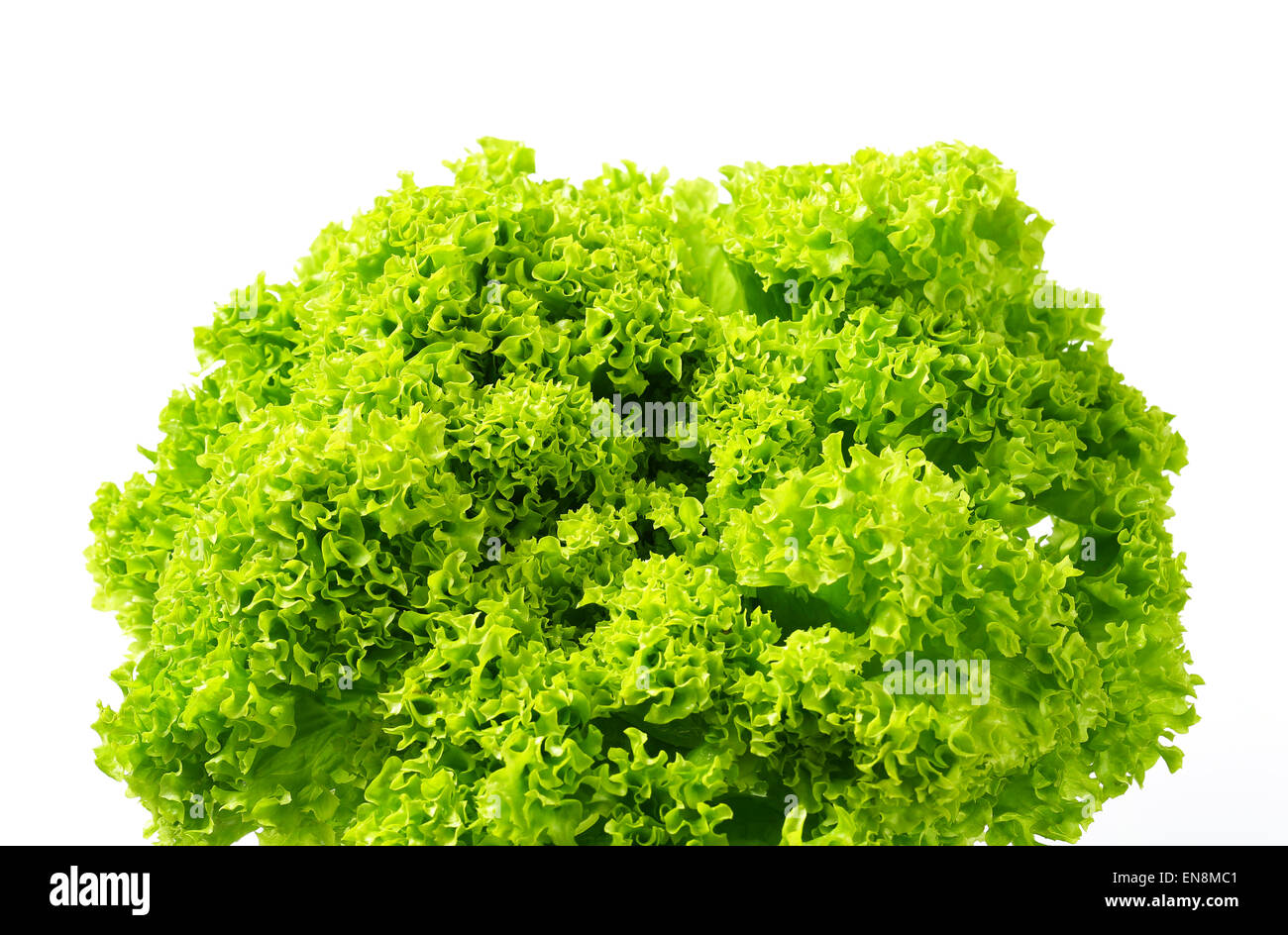 Lettuce Lollo Bionda - green continental curly lettuce Stock Photo - Alamy