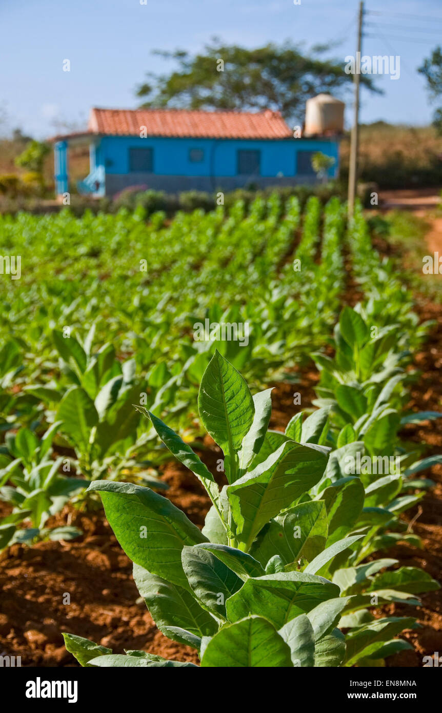 Tobacco plantation in rows hi-res stock photography and images - Alamy