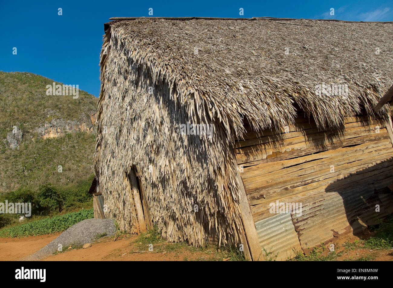 Horizontal view of a drying barn at a tobacco farm in Vinales Stock ...