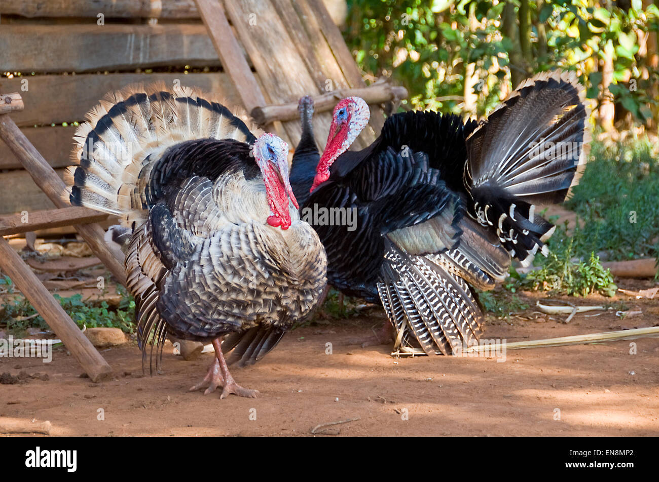 Turkey bred hi-res stock photography and images - Alamy