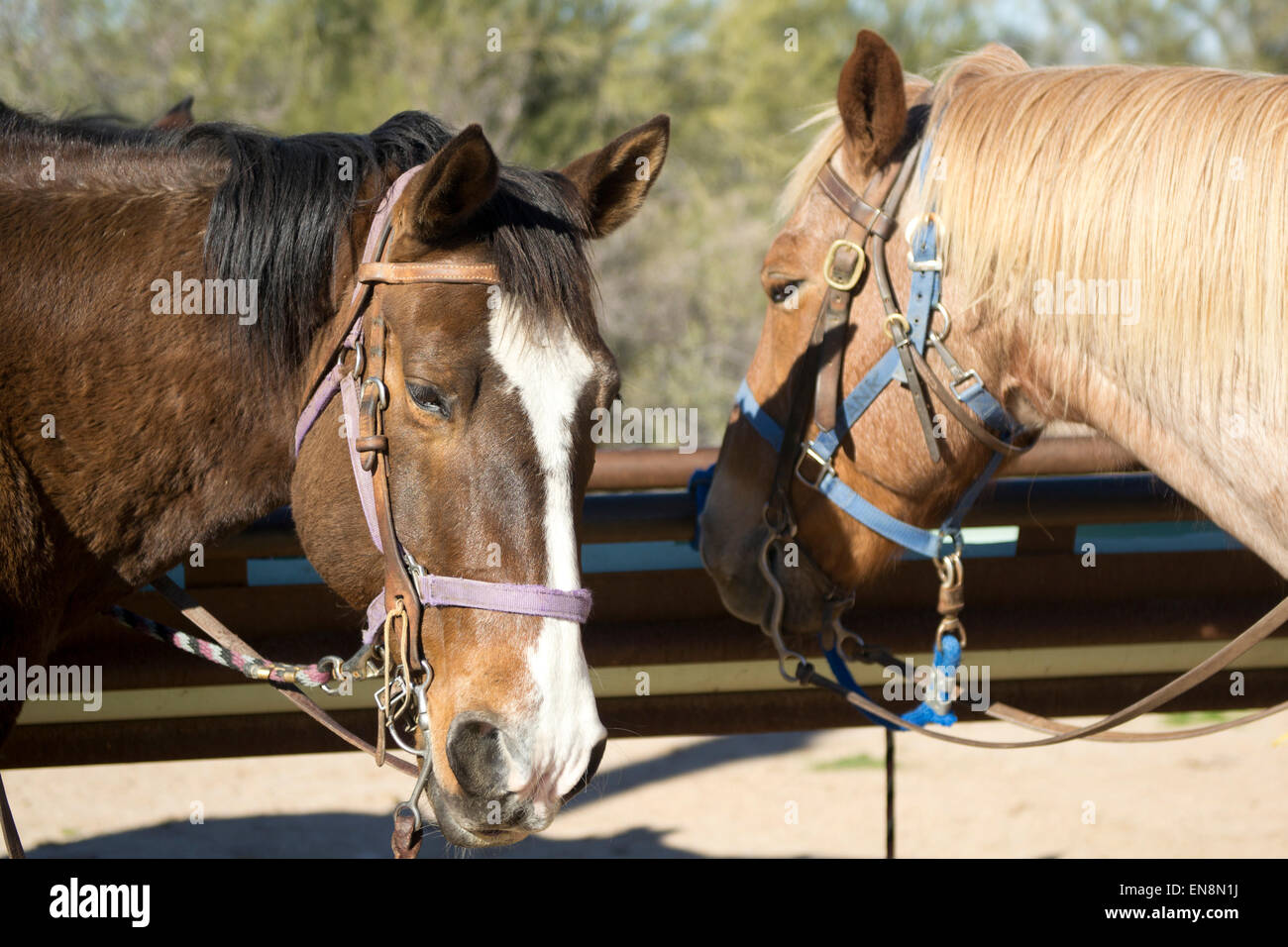 Two horses saddled and ready for a trail ride in the southwestern ...