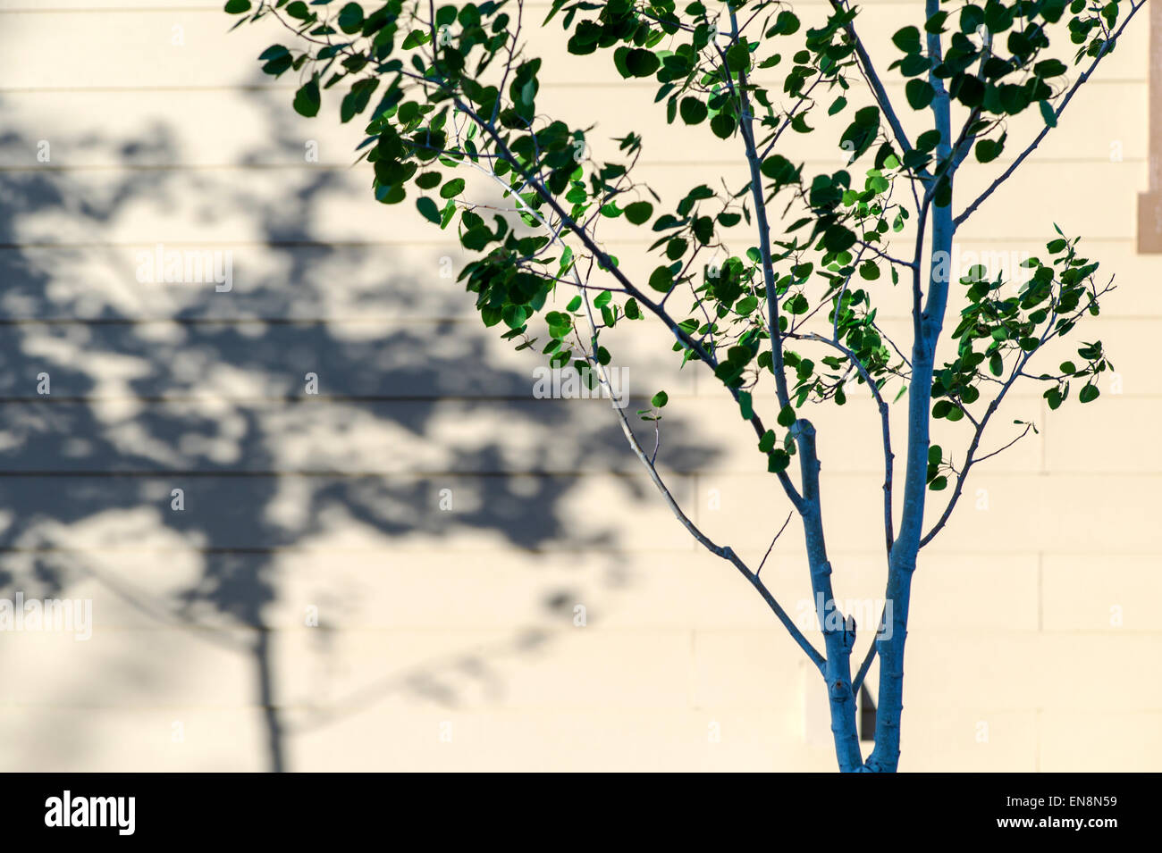 Tree cast shadow hi-res stock photography and images - Alamy