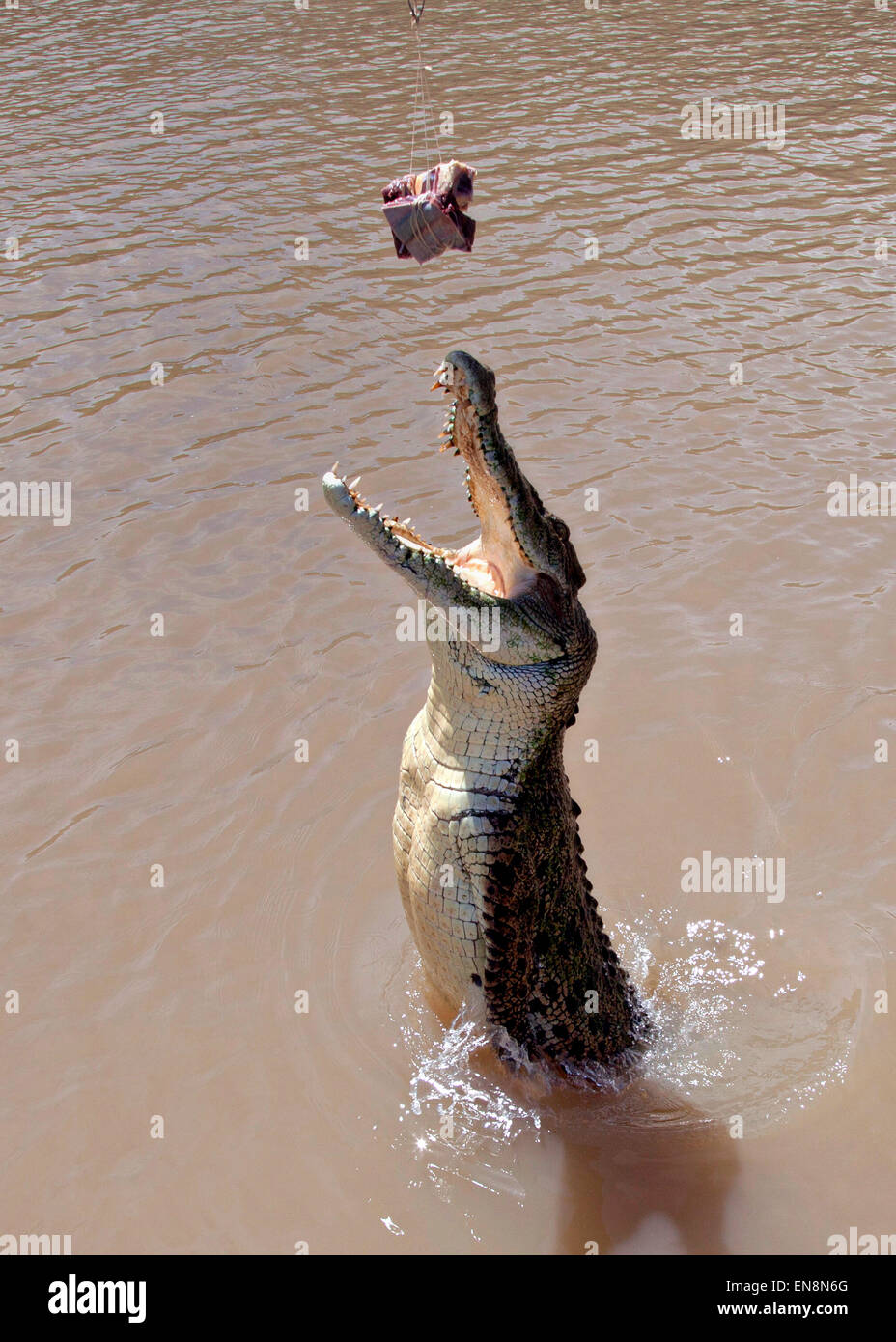 Largest riparian predator hi-res stock photography and images - Alamy