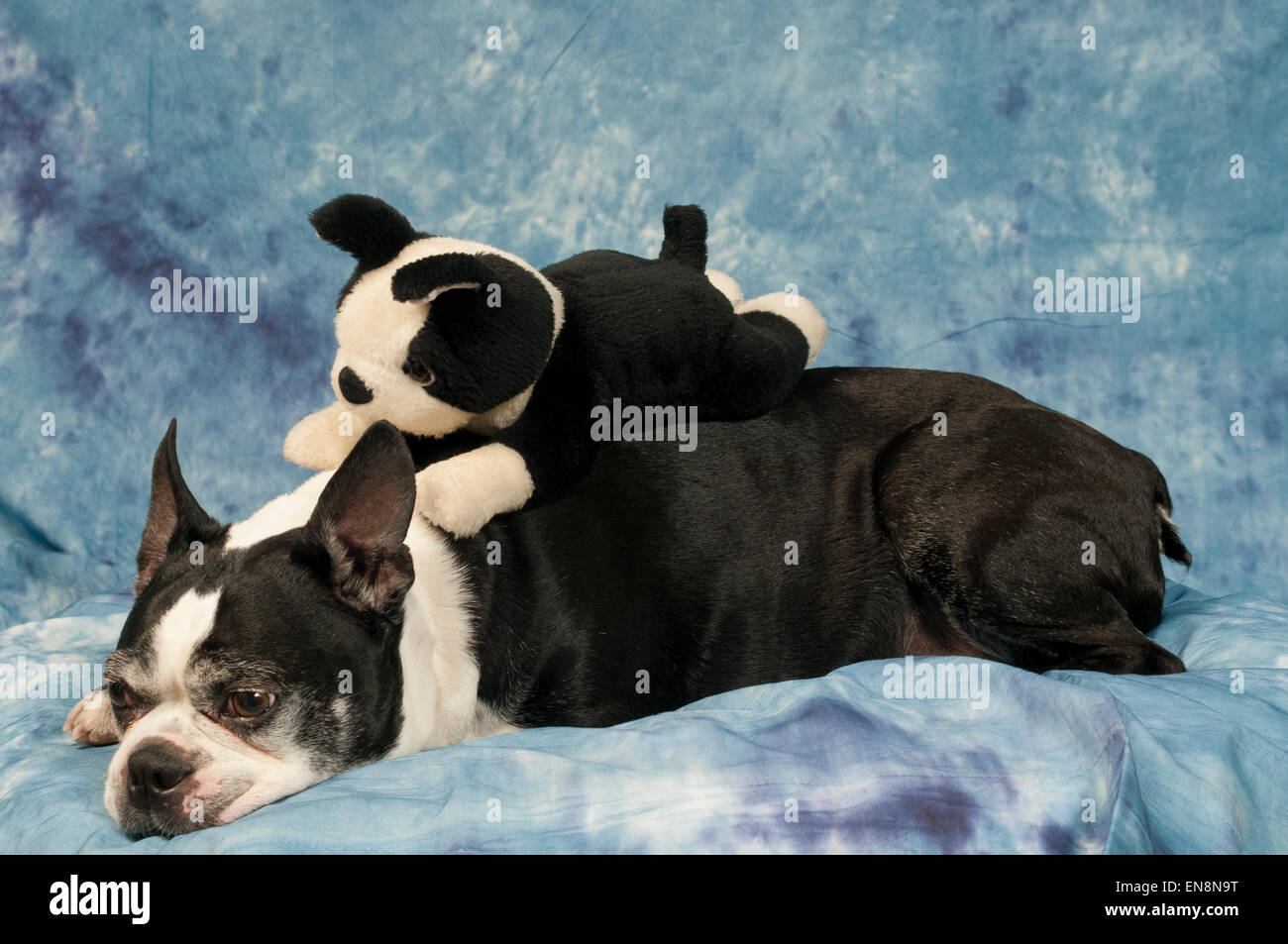Sad boston terrier hi-res stock photography and images - Alamy