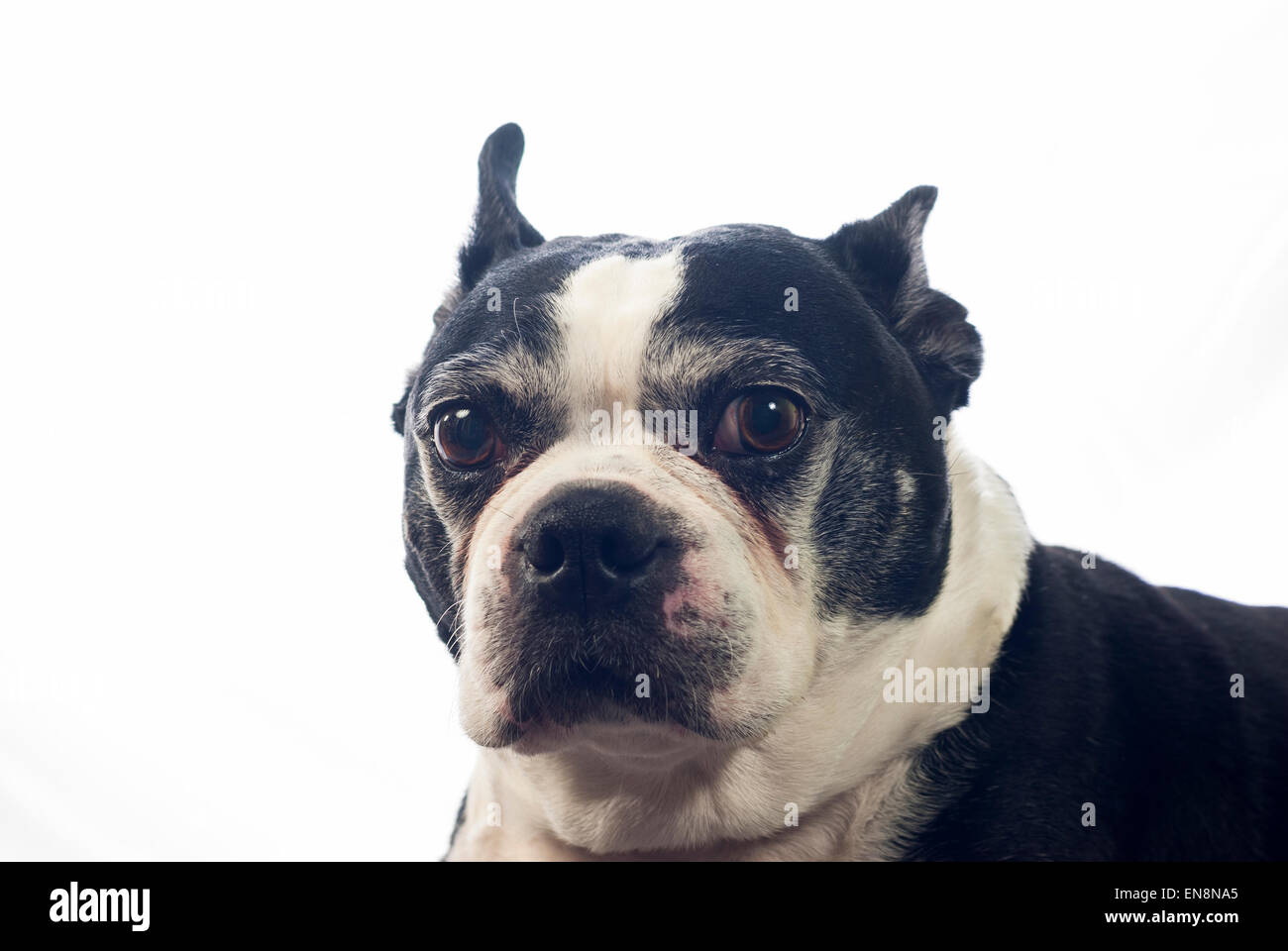 Sad boston terrier hi-res stock photography and images - Alamy