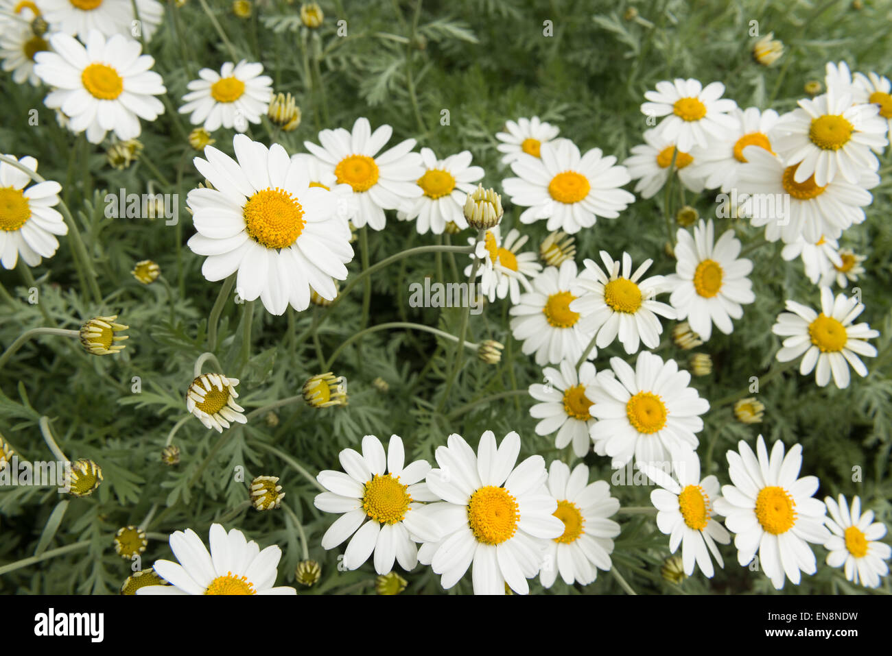 row of daisy flowers Stock Photo - Alamy