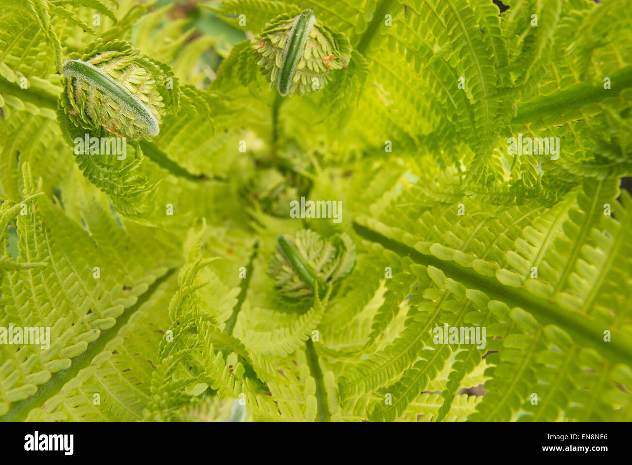 Fiddle head ferns hi-res stock photography and images - Alamy