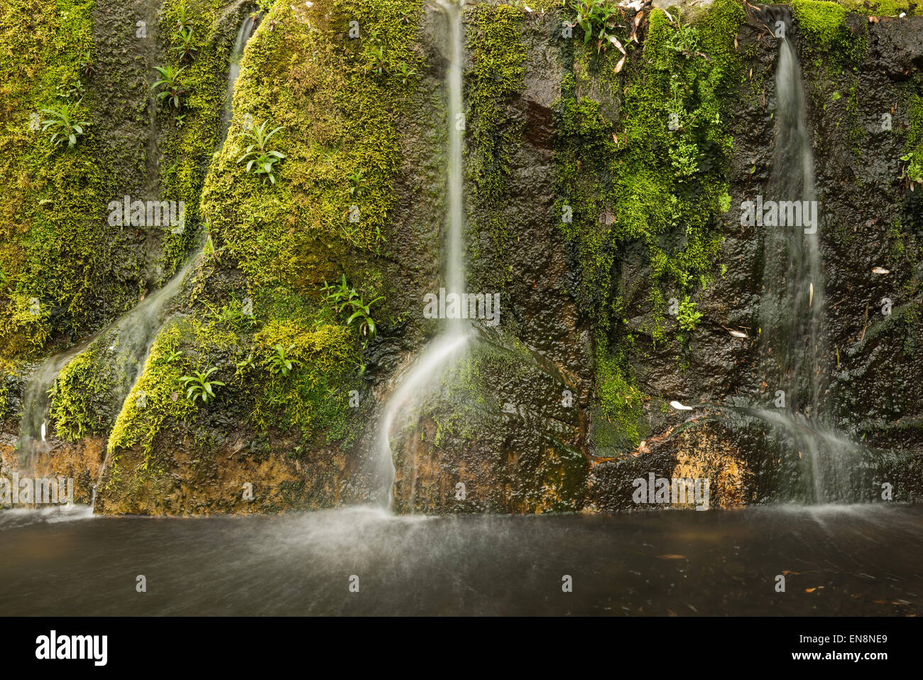 Garden water feature algae hi-res stock photography and images - Alamy