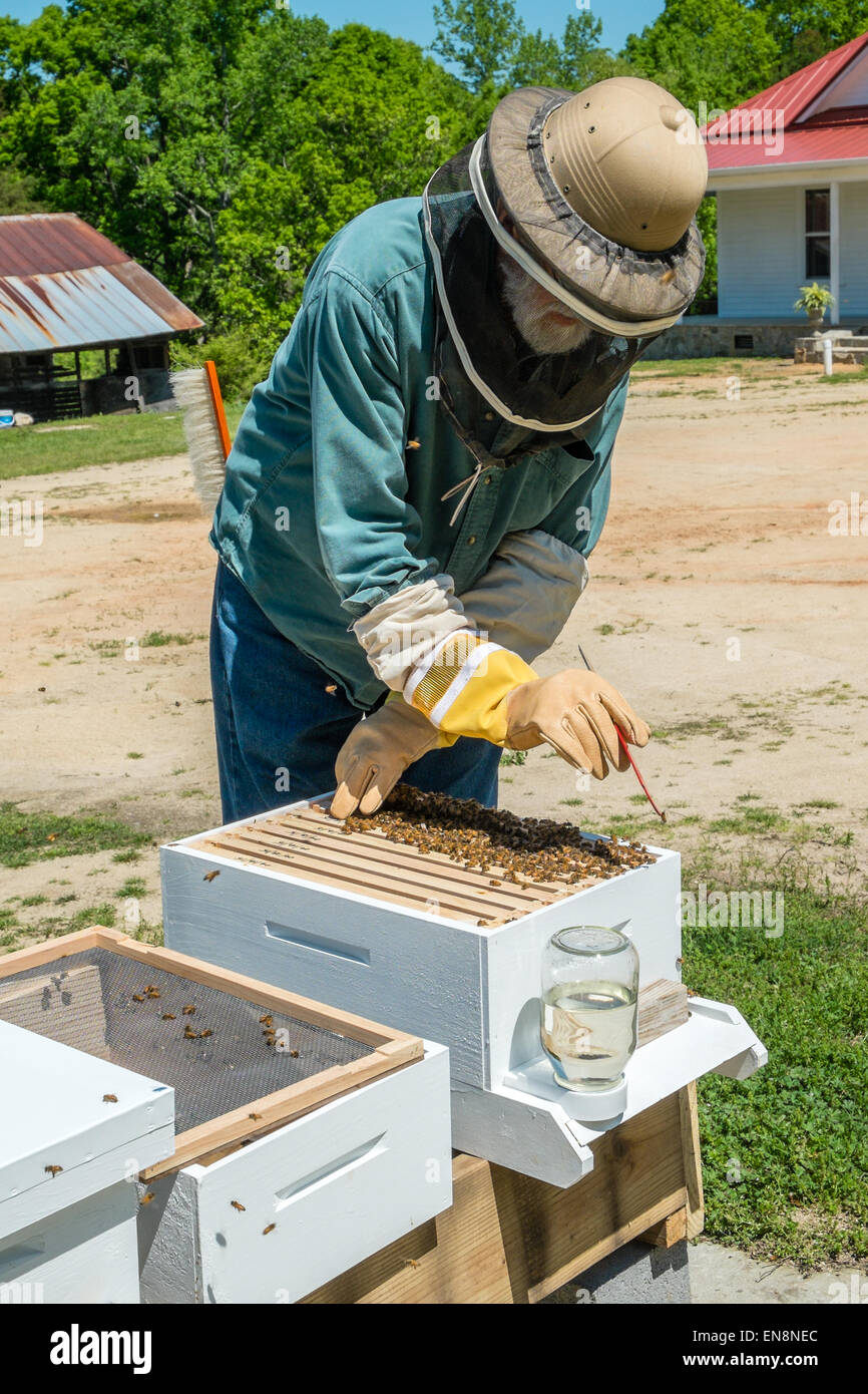 Beekeeper inspecting frames of a Langstroth bee hive as he checks for ...