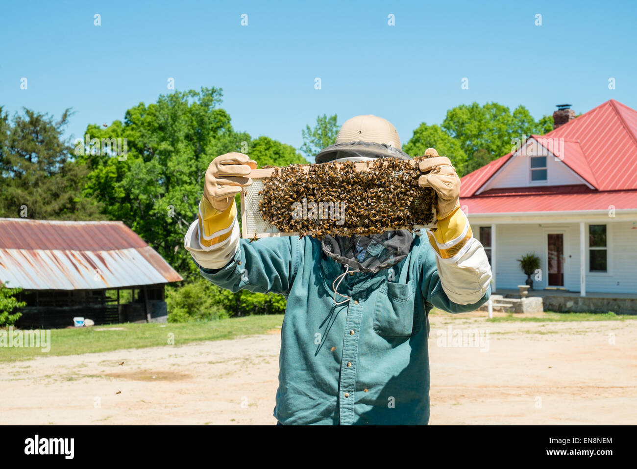 Beekeeper inspecting frames of a Langstroth bee hive as he checks for ...