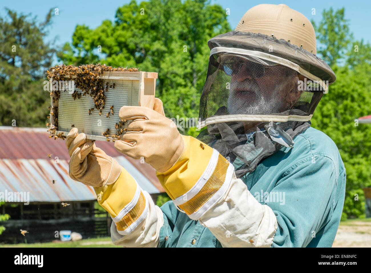 Beekeeper inspecting frames on a Langstroth honeybee hive on a farm in ...