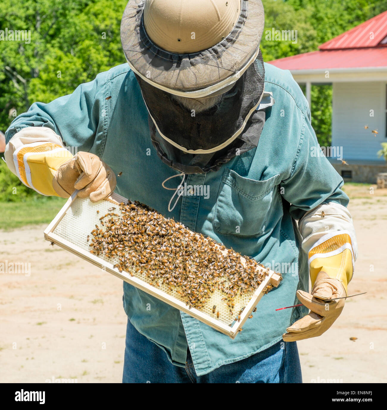 Beekeeper inspecting frames on a Langstroth honeybee hive on a farm in ...