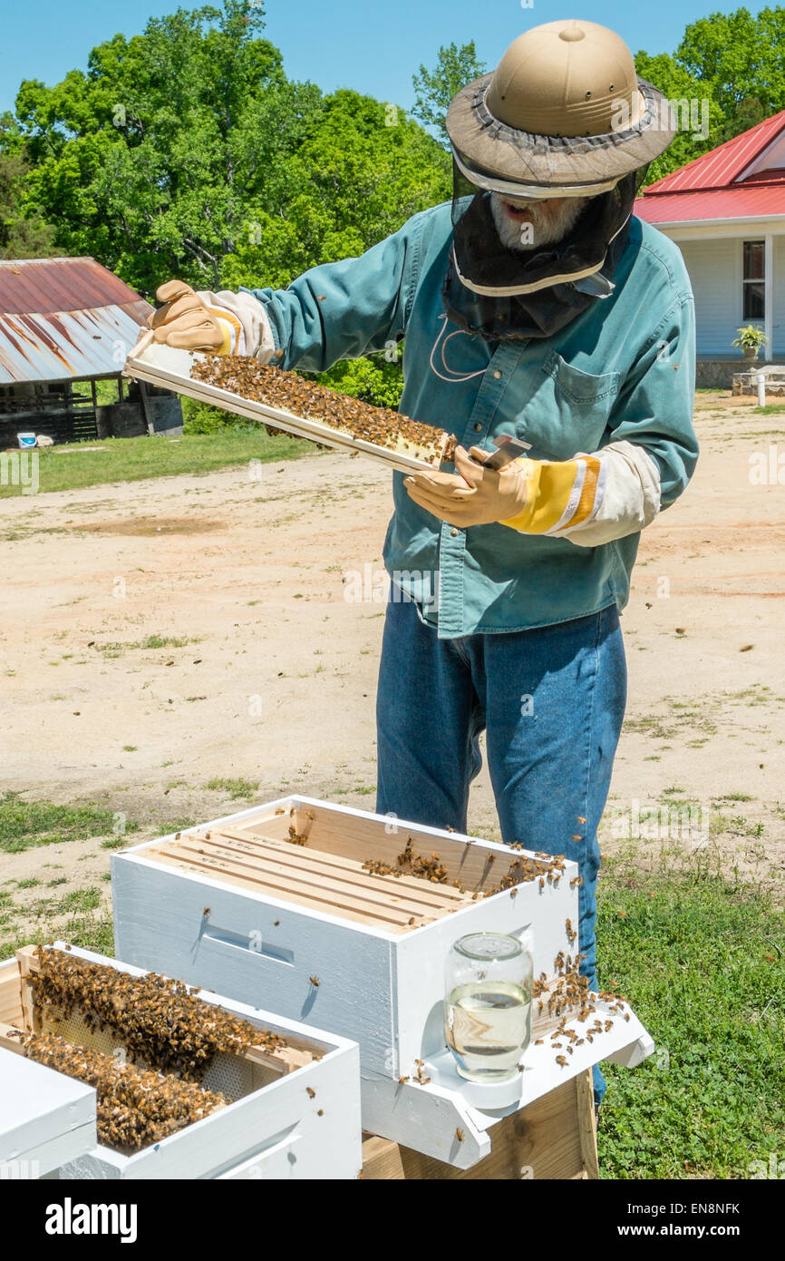 Beekeeper inspecting frames on a Langstroth honeybee hive on a farm in ...