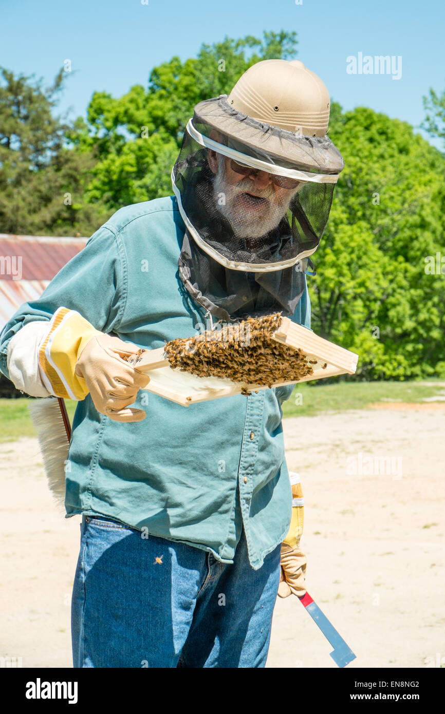 Beekeeper inspecting frames on a Langstroth honeybee hive on a farm in ...