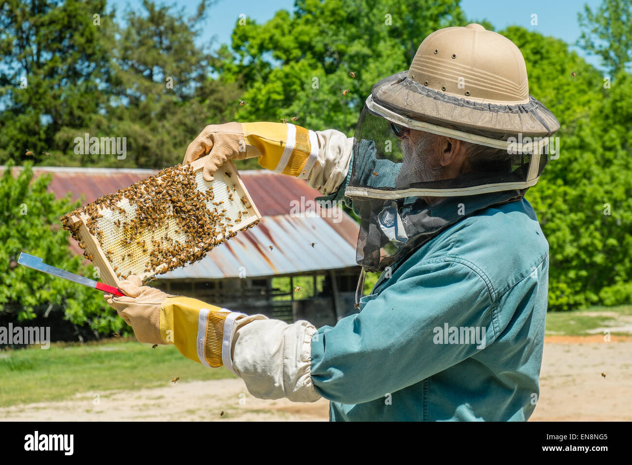 Beekeeper inspecting frames on a Langstroth honeybee hive on a farm in ...