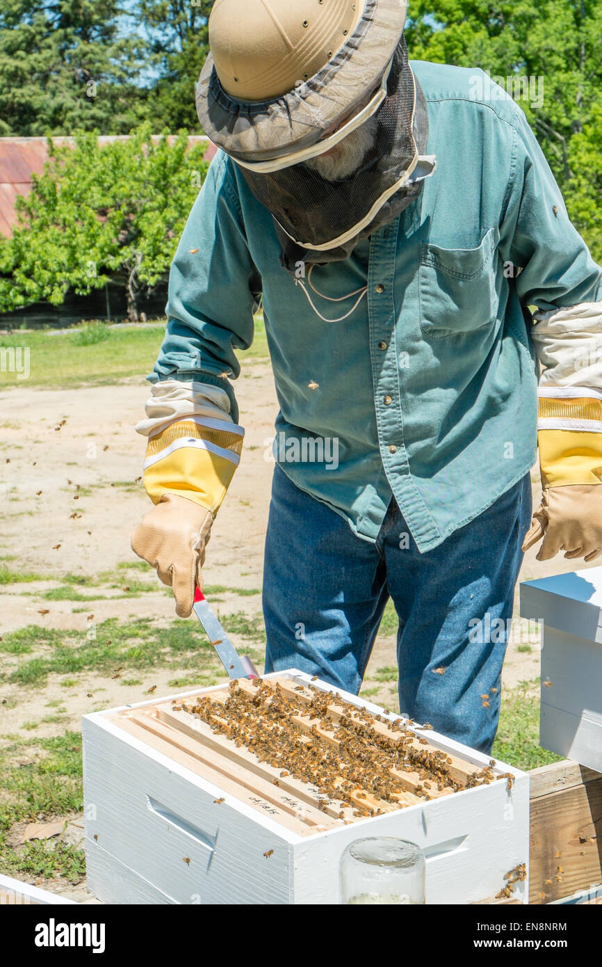 Beekeeper inspecting frames on a Langstroth honeybee hive on a farm in ...