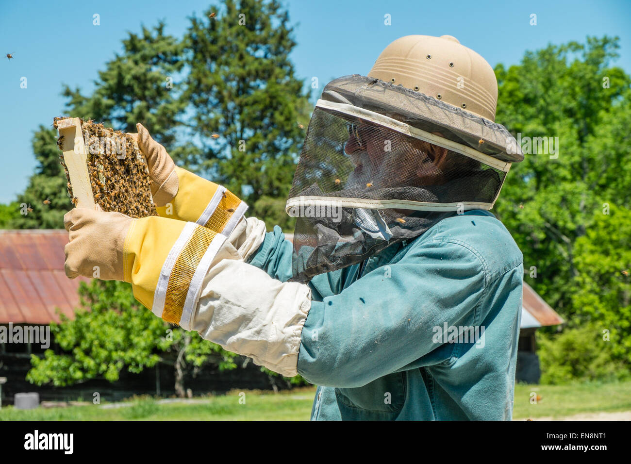 Beekeeper inspecting frames on a Langstroth honeybee hive on a farm in ...
