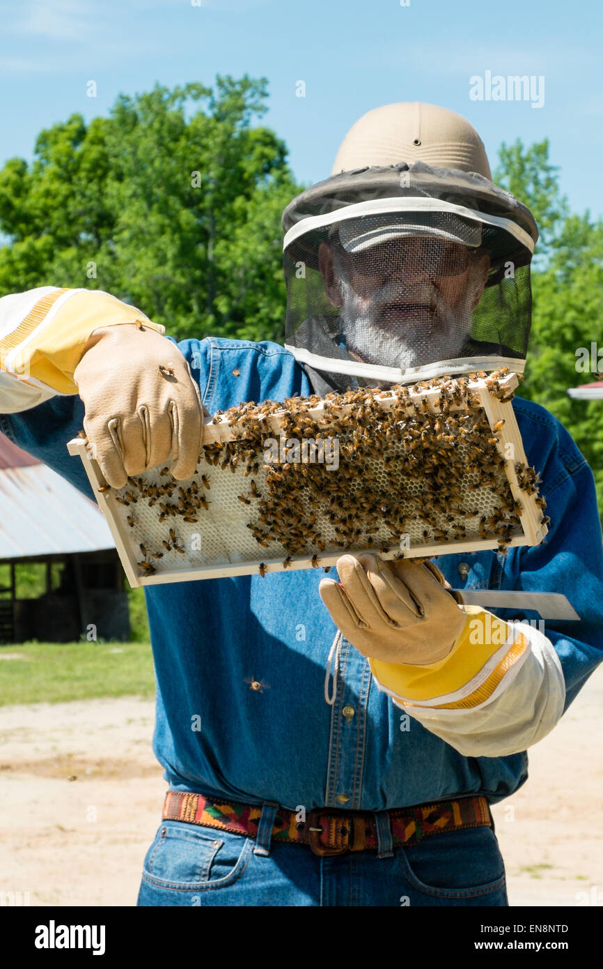 Beekeeper inspecting frames on a Langstroth honeybee hive on a farm in ...