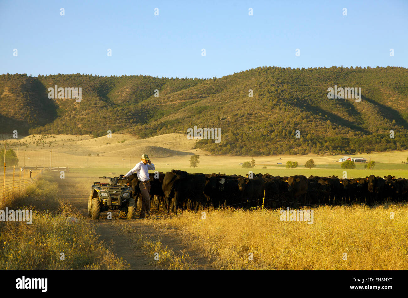 Cowboy Working With Cattle High Resolution Stock Photography and Images ...