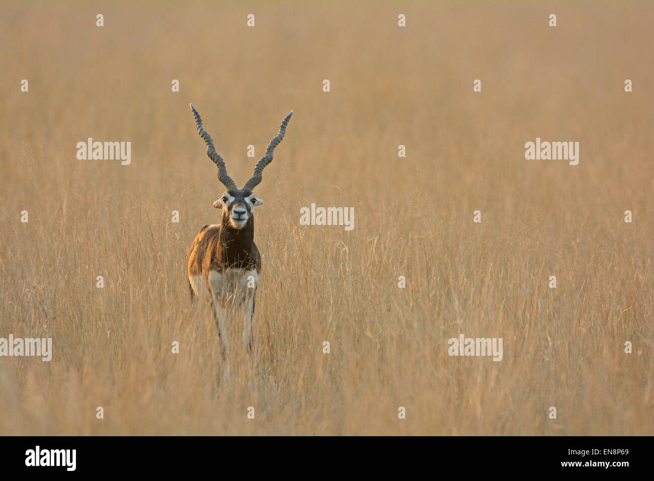 Male Black Buck (Antilope cervicapra) in Tal Chapar grasslands of ...