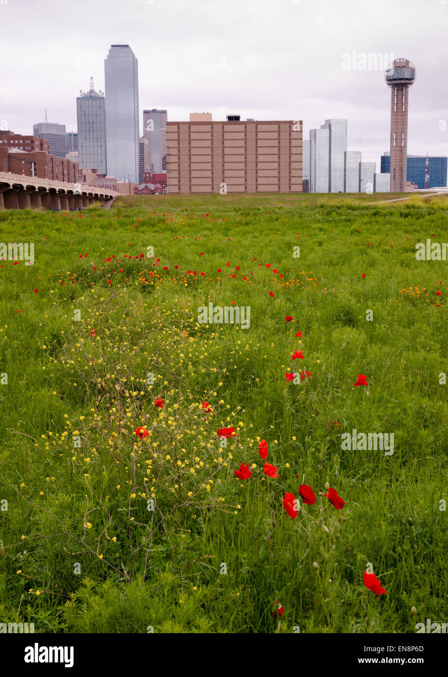Spring brings wildflowers to the Trinity River Basin that surrounds ...