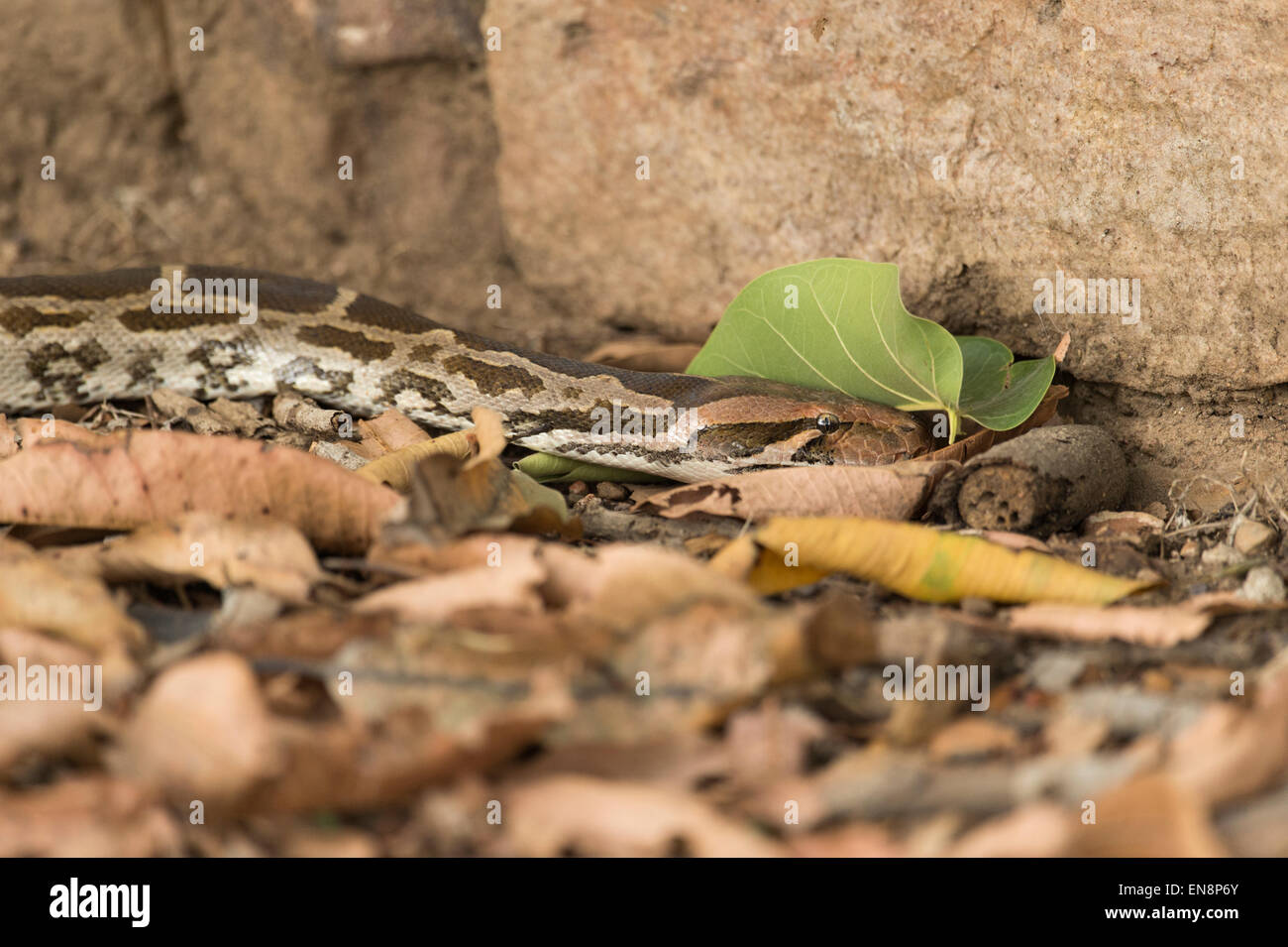 Snake indian rock python hi-res stock photography and images - Alamy