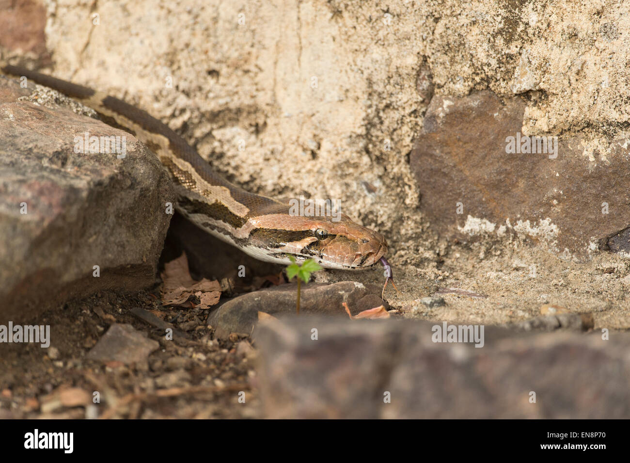 Indian rock python hi-res stock photography and images - Alamy