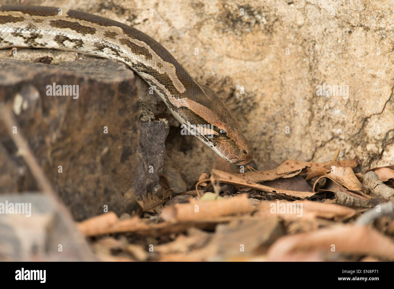Indian rock python hi-res stock photography and images - Alamy