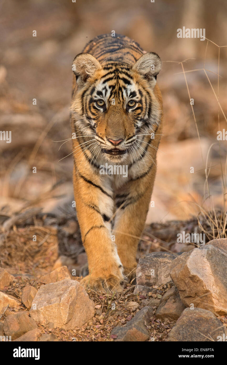 Sub adult tiger approaching on rocky ground while looking at the camera ...