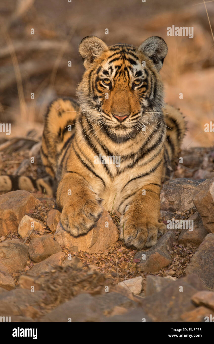 Sub adult tiger resting on rocky ground while looking at the camera in ...