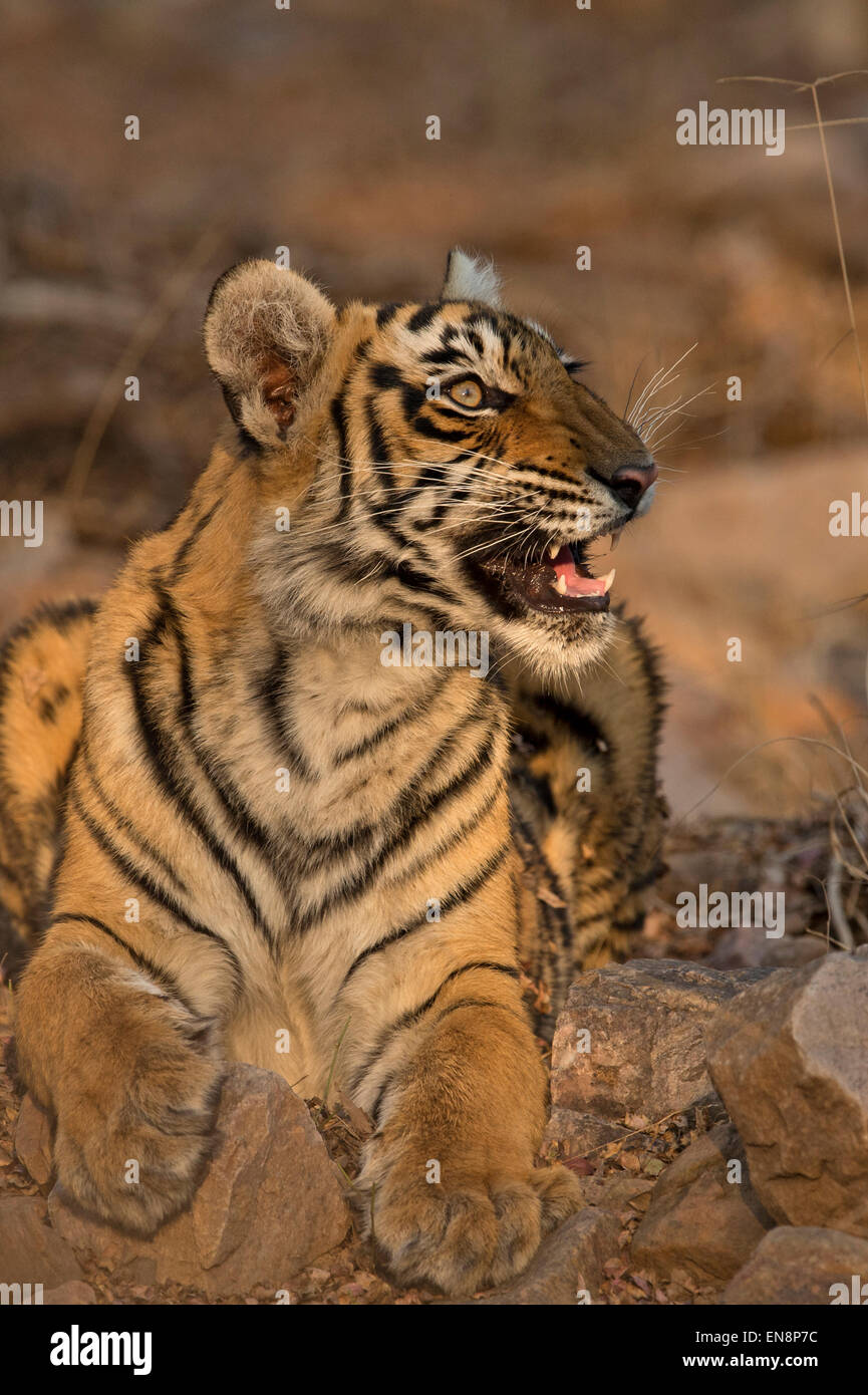 Sub adult tiger sitting on rocky ground in the golden evening light in ...