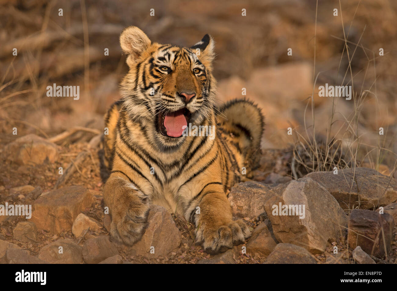 Tiger cub tongue hi-res stock photography and images - Alamy