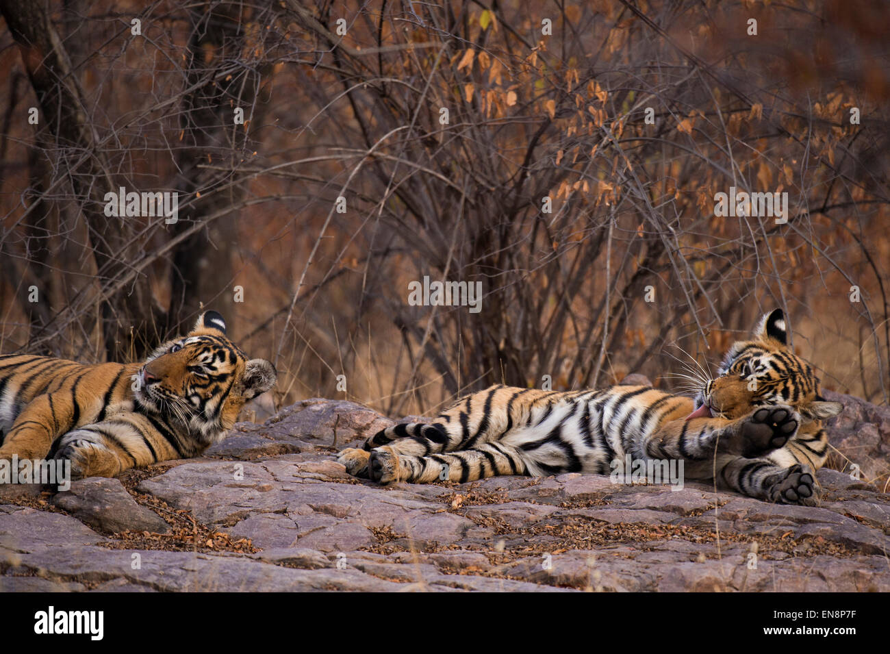 Two Sub adult tigers sitting on rocky ground in Ranthambhore national ...