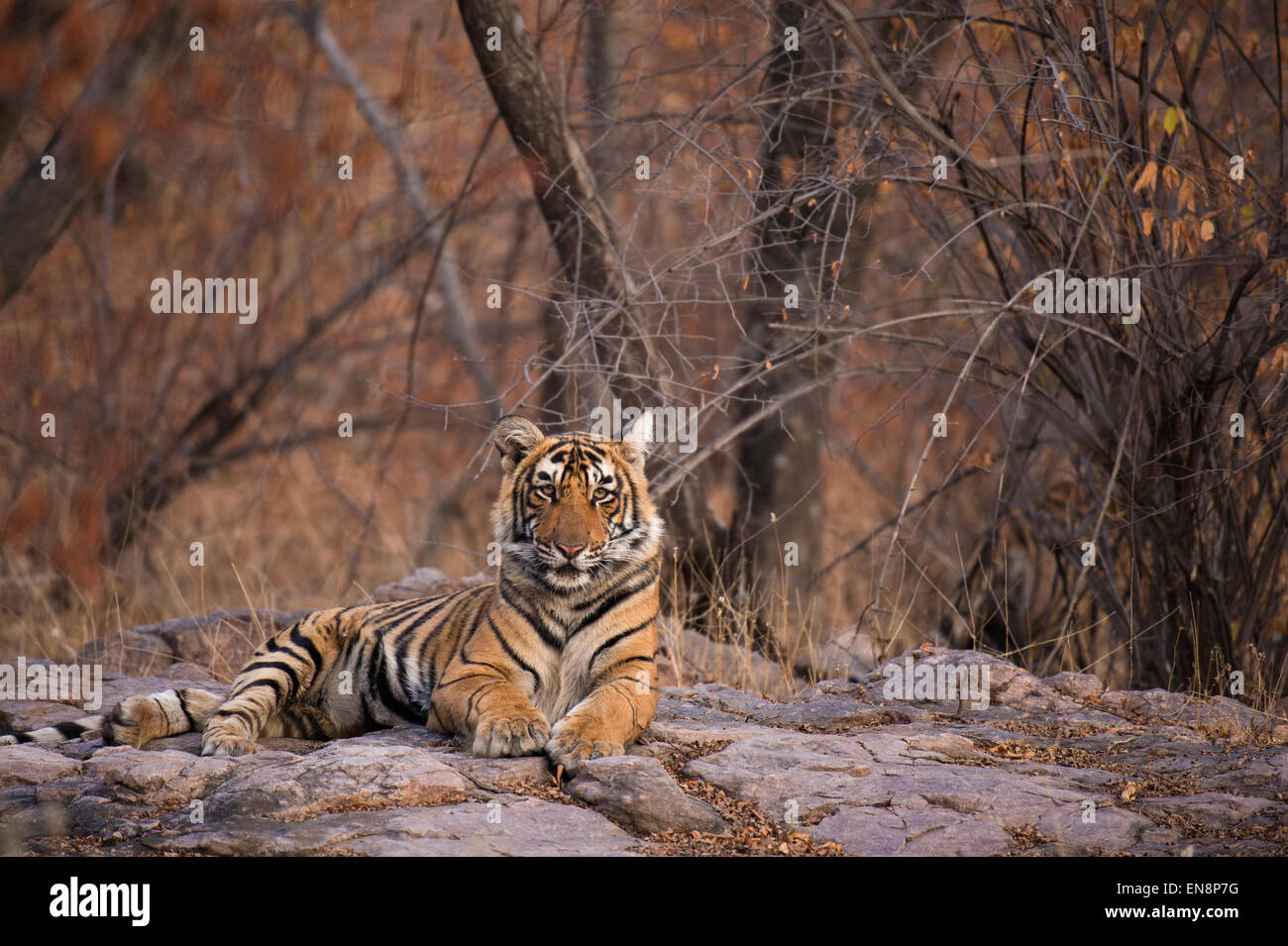 Sub adult tiger sitting on rocky ground in Ranthambhore national park ...
