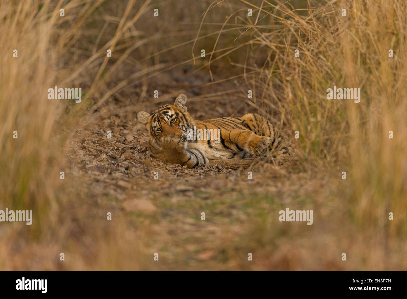 Tiger resting on ground hi-res stock photography and images - Alamy